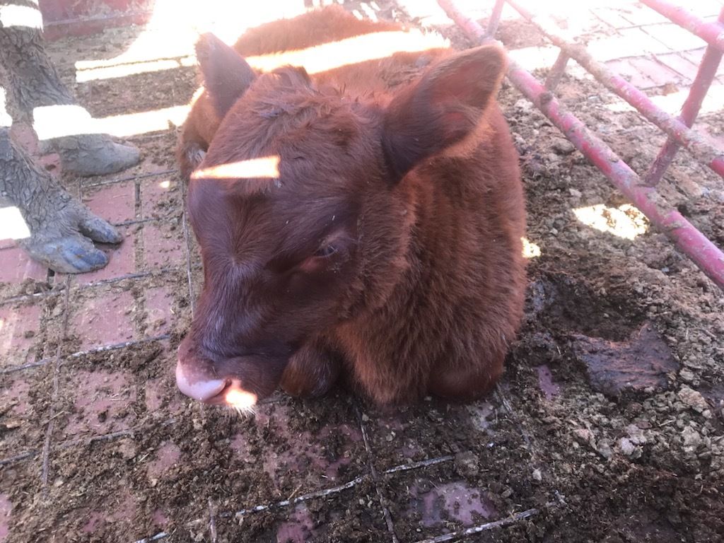 The Red Heifer - In Texas! | Well Versed