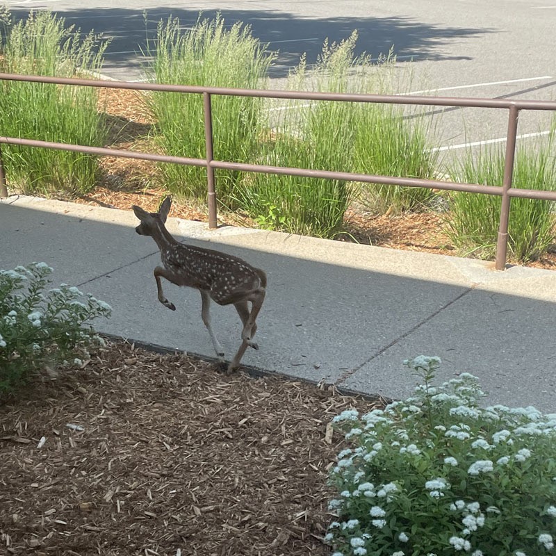 Mulch is Spread | All Saints Lutheran Church