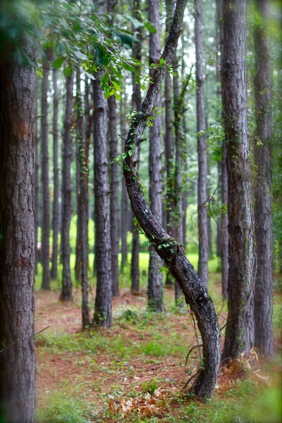 Fishing, Farming and Crooked Sticks | First Baptist Ruidoso