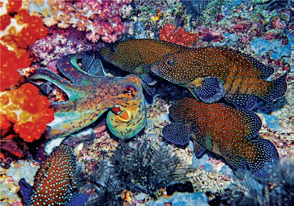 A Predator's Dream | DAN Southern Africa