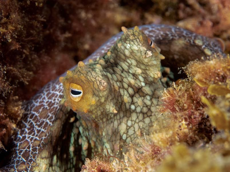Seeking an Octopus | DAN Southern Africa