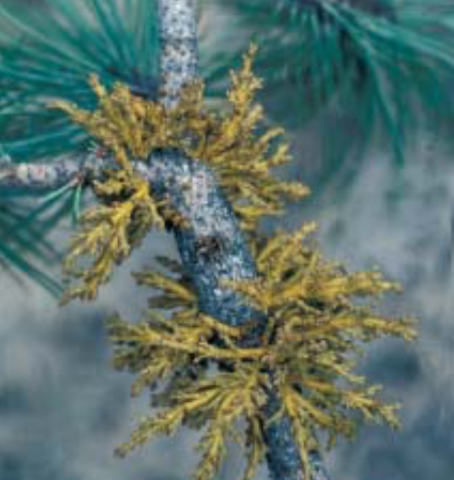 What is Dwarf Mistletoe and why do you care? | Woodside Units 5 & 6
